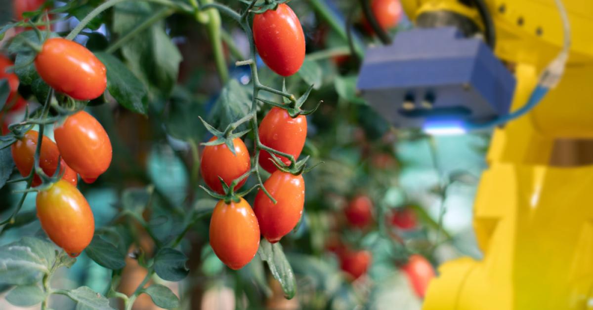The Detectable Vegetable | The Hague University of Applied Sciences